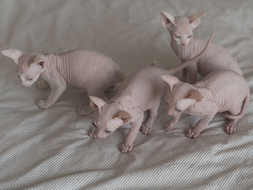 Котята Сфинкса