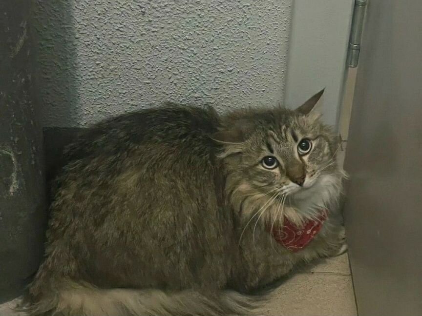 Красивый породистый котик найден в подъезде