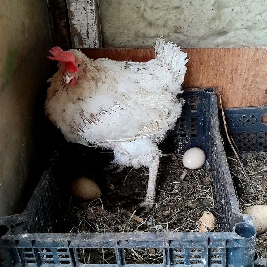 Куры несушки годовалые
