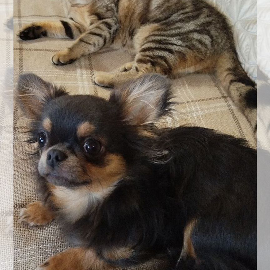 Чихуахуа, щенок