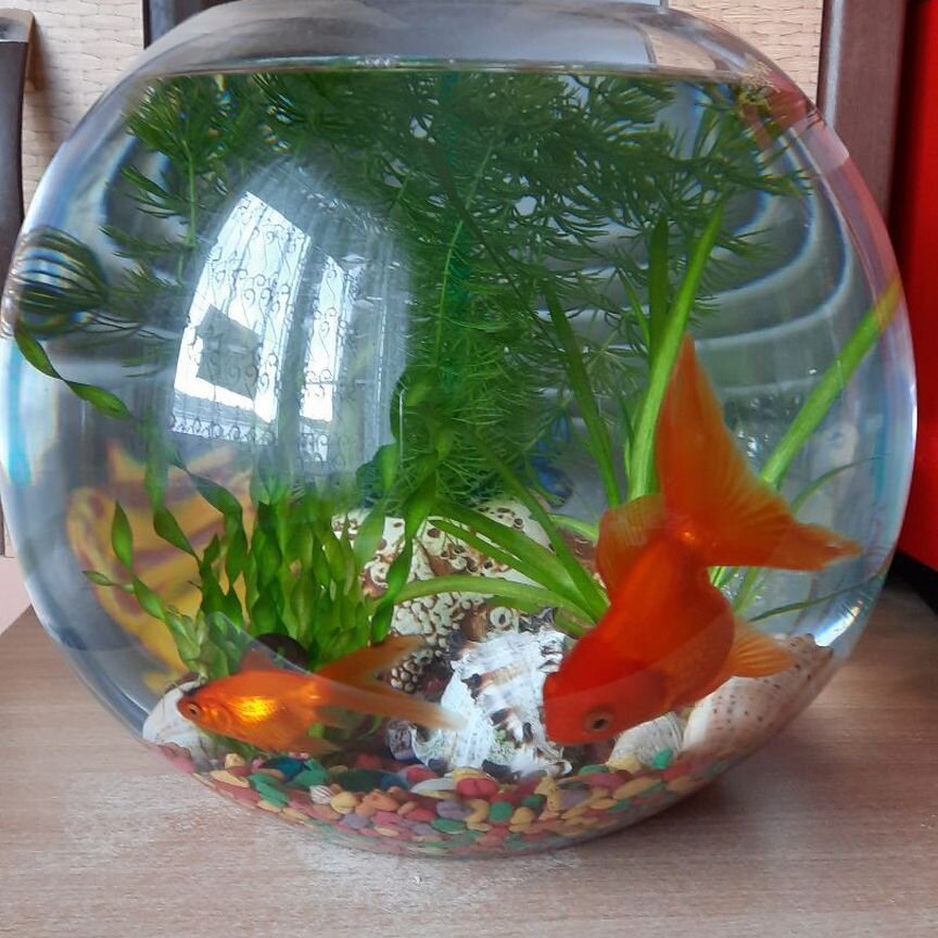 Аквариум с рыбками