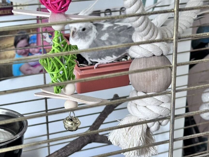 Попугай корелла (бесщекий), мальчик