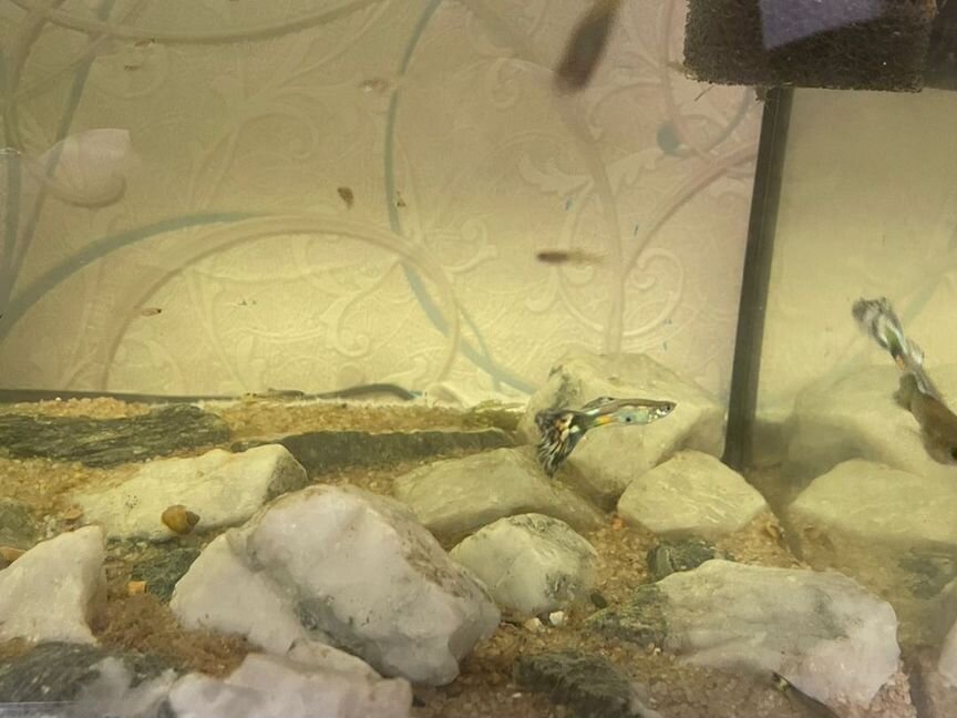 Рыба гуппи малинезия и ампулярии