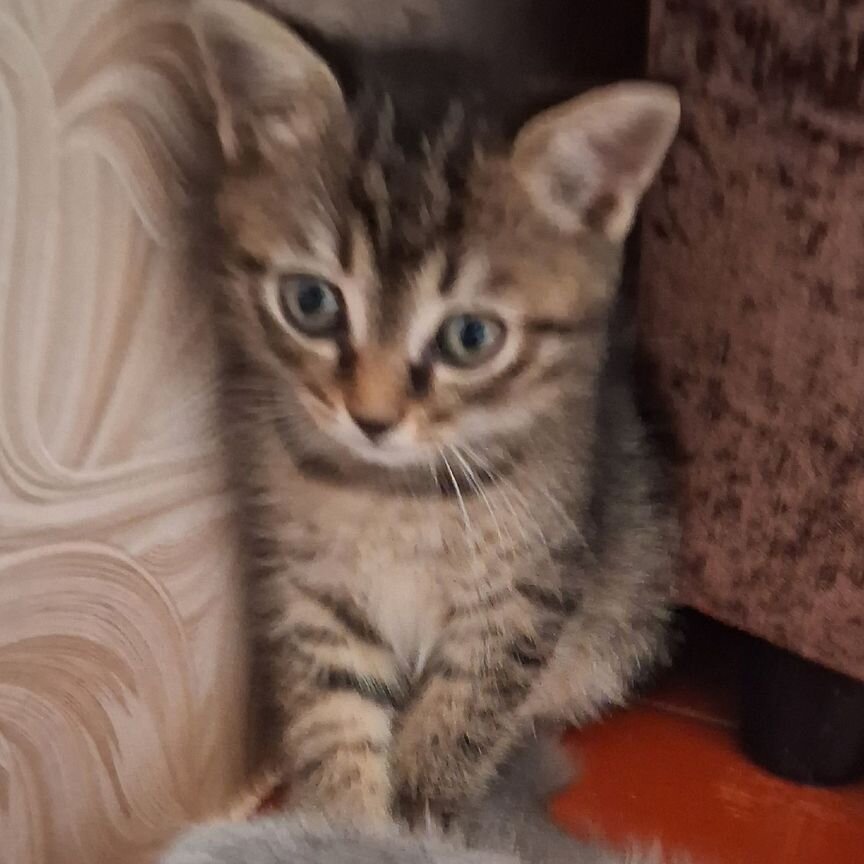 Шотландский прямоухий длинношёрстный котёнок