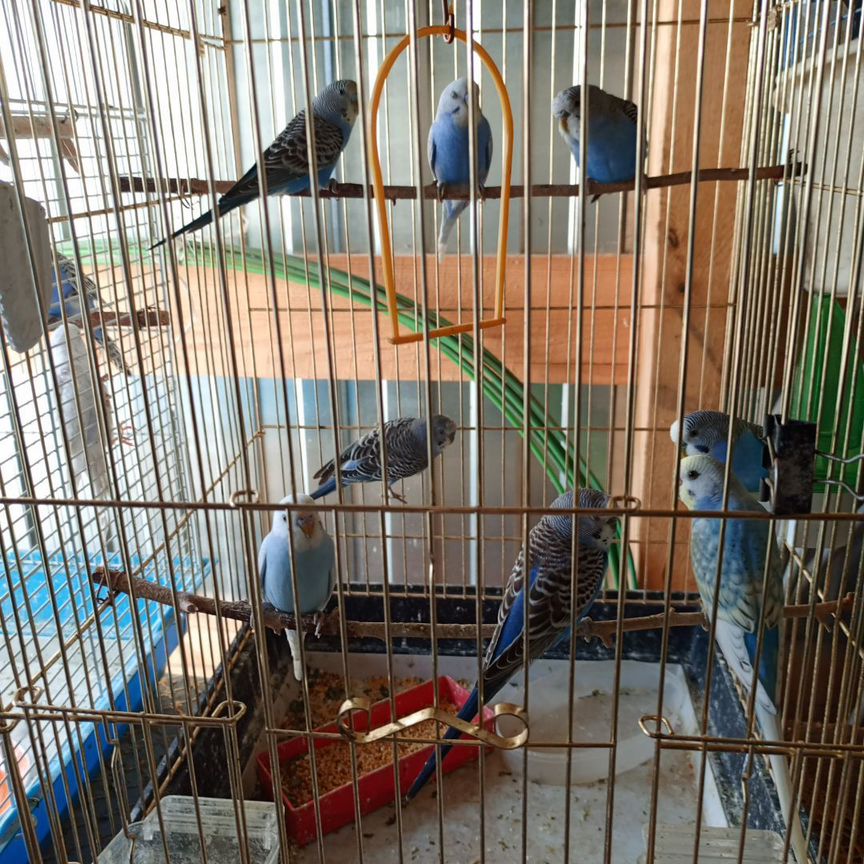 Волнистый попугай