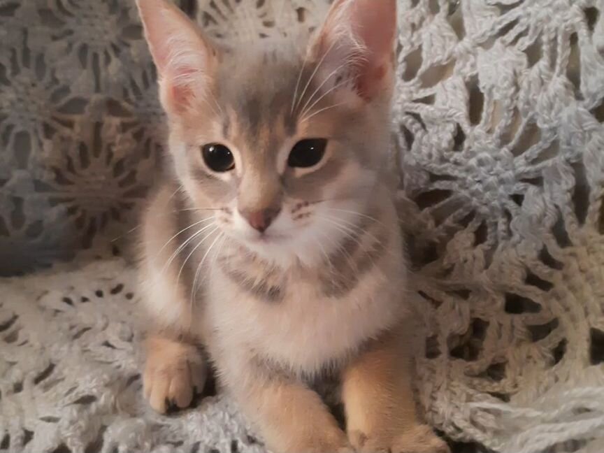 Котенок чаузи