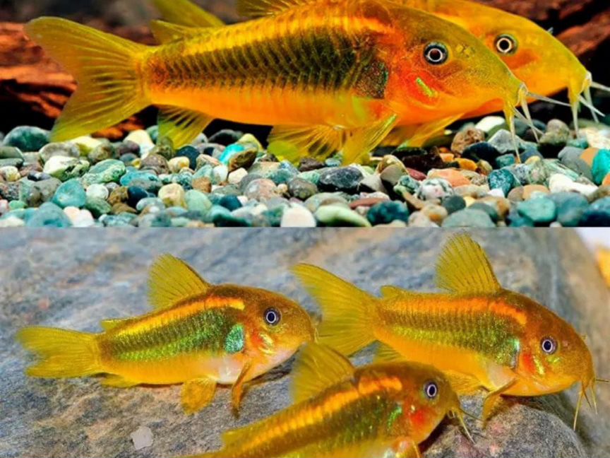 Коридорас голд страйп neon SW 010