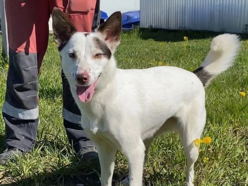 Небольшая собачка Айка в добрые руки