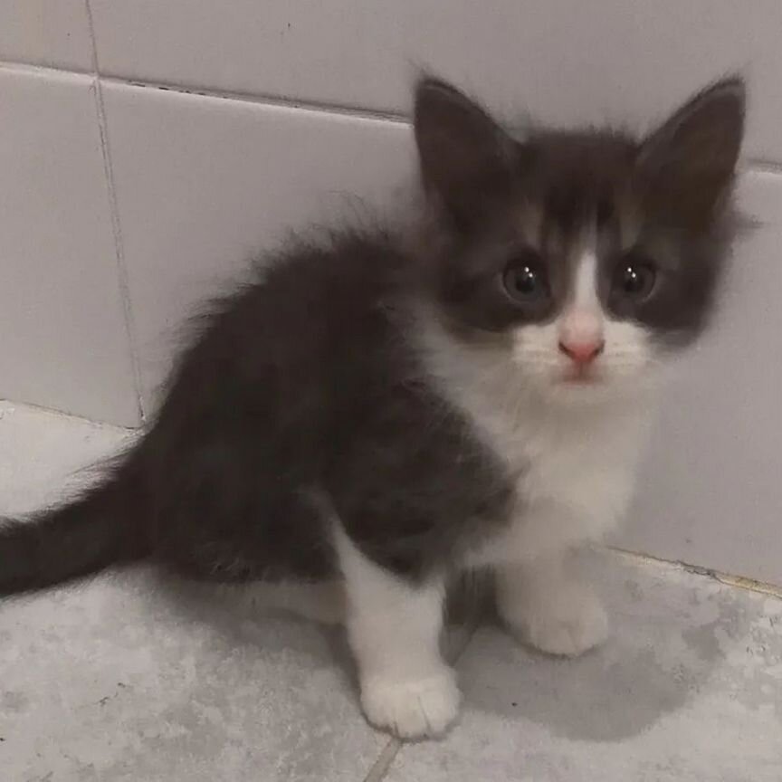 Котёнок в добрые руки