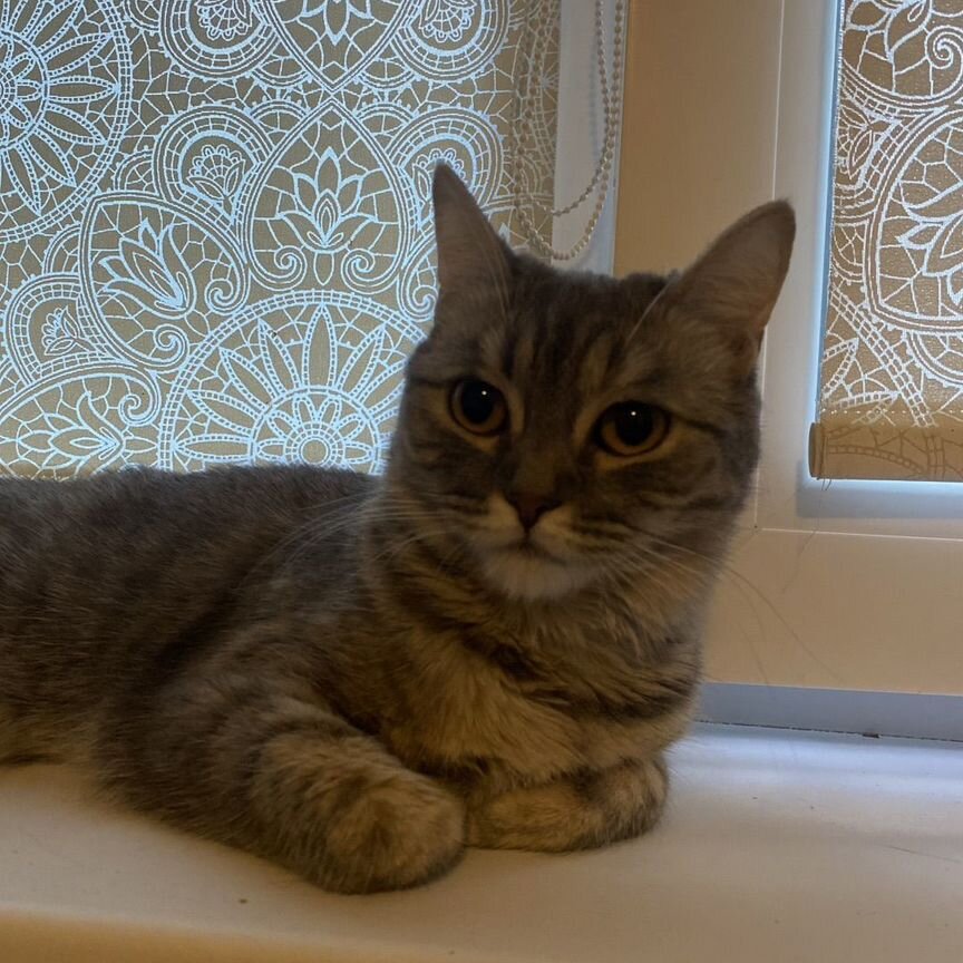 Кошечка в добрые руки