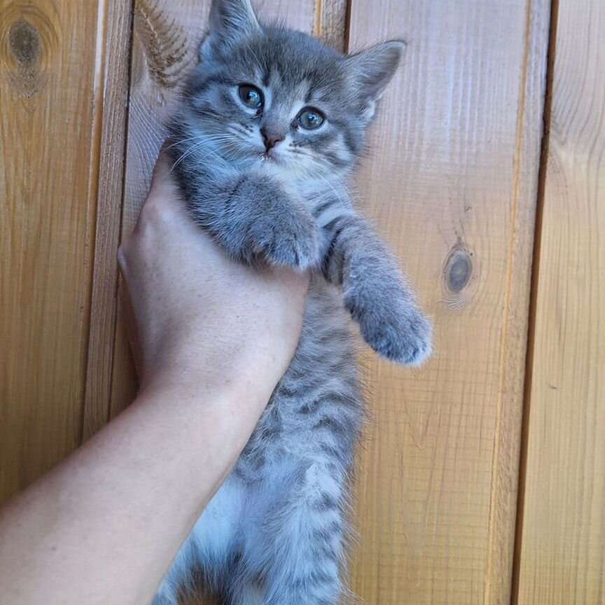 Котята