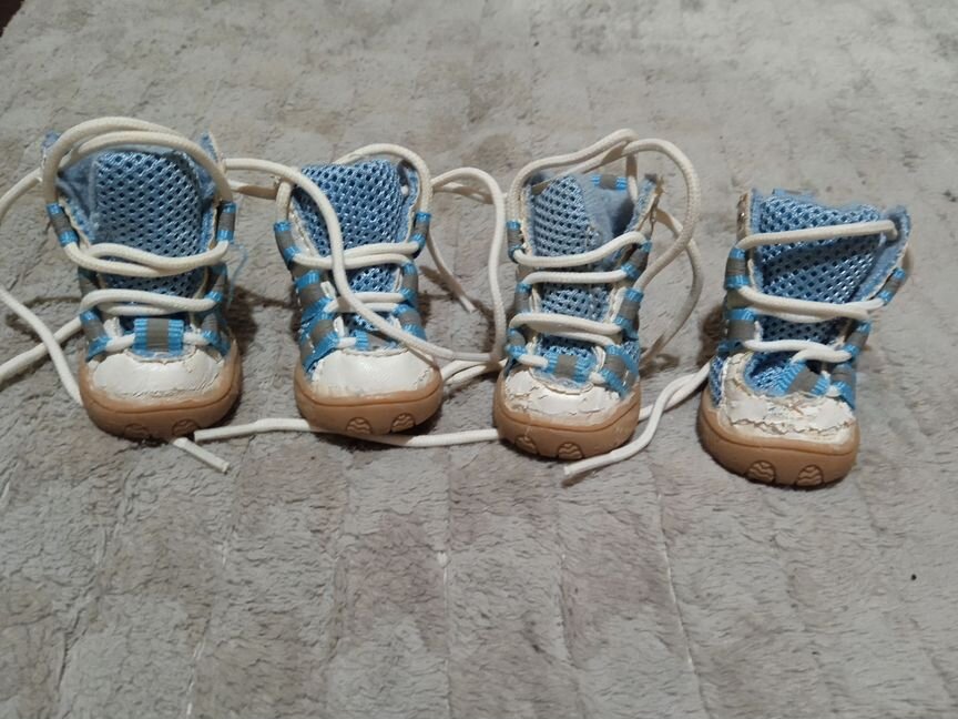 Ботинки для собак мелких пород