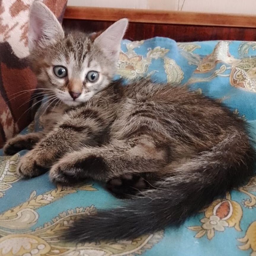 Кошечка в добрые руки