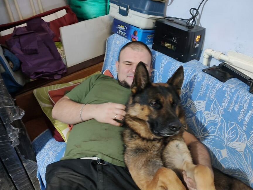 Вязка(кабель немецкой овчарки)