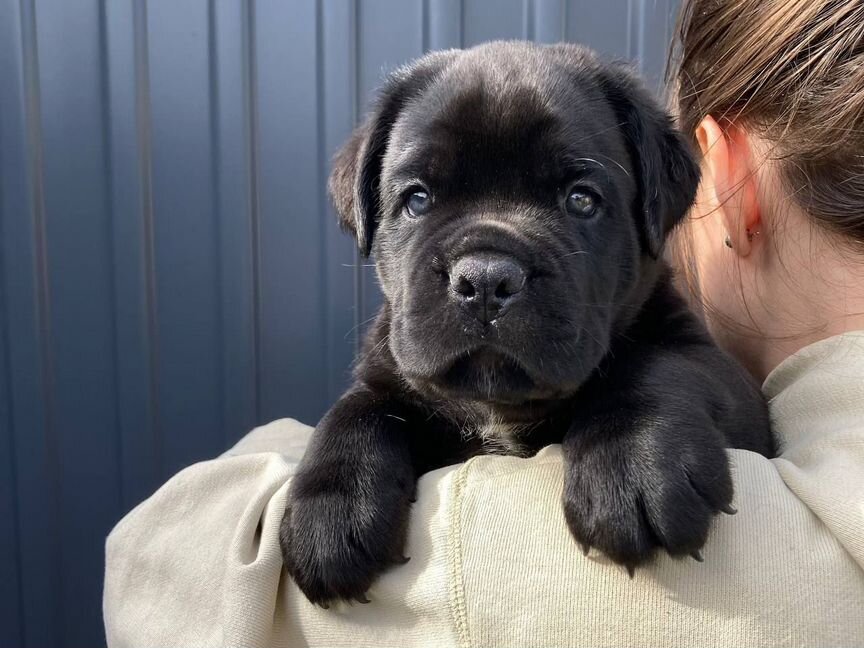 Щенки кане корсо с документами РКФ