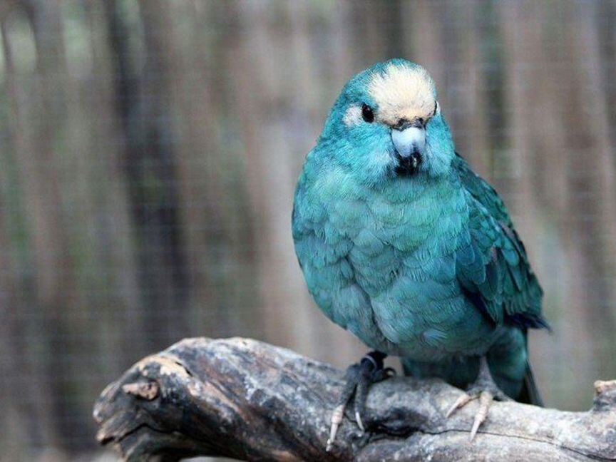 Попугай какарик