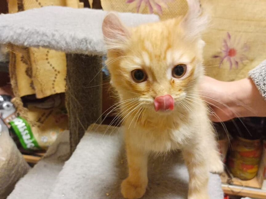 Американский кёрл