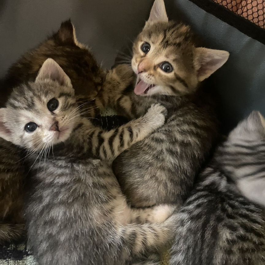 Котятя в добрые руки (3 девочки)