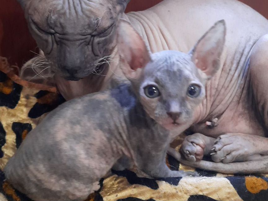 Донской сфинкс котята