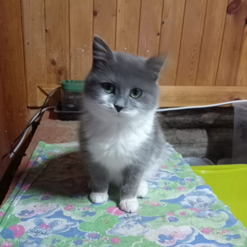 Кому Зайку