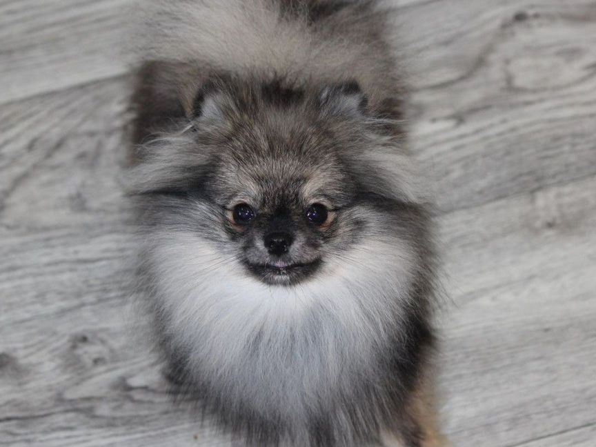 Померанский шпиц мини