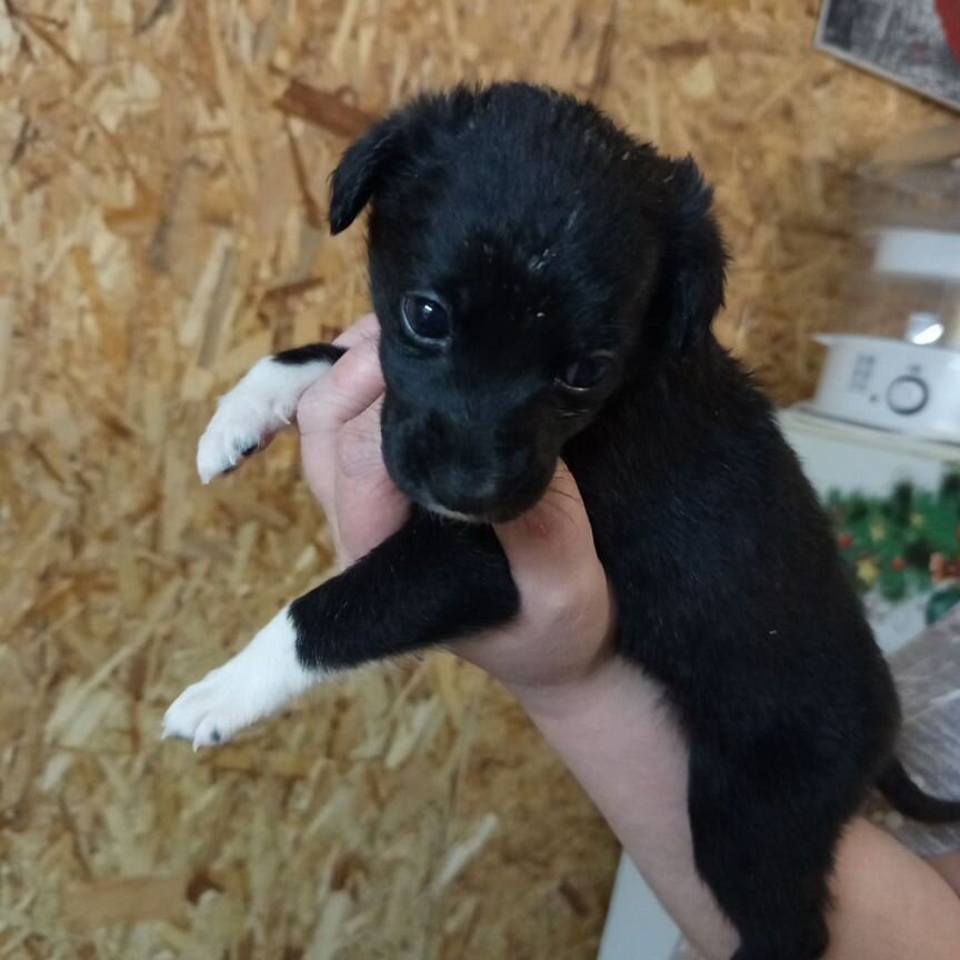 Щенок в добрые руки