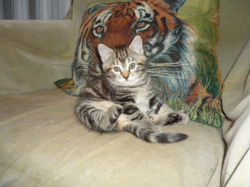 Котенок девочка Живинка