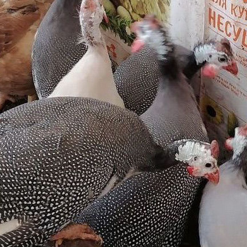 Цесарки молодые