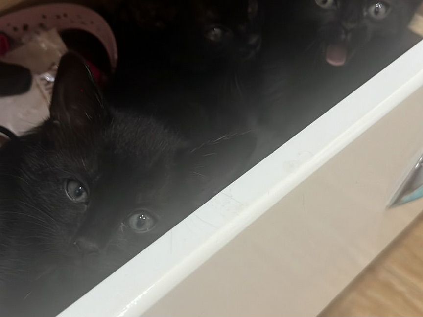 Домашние животные котята