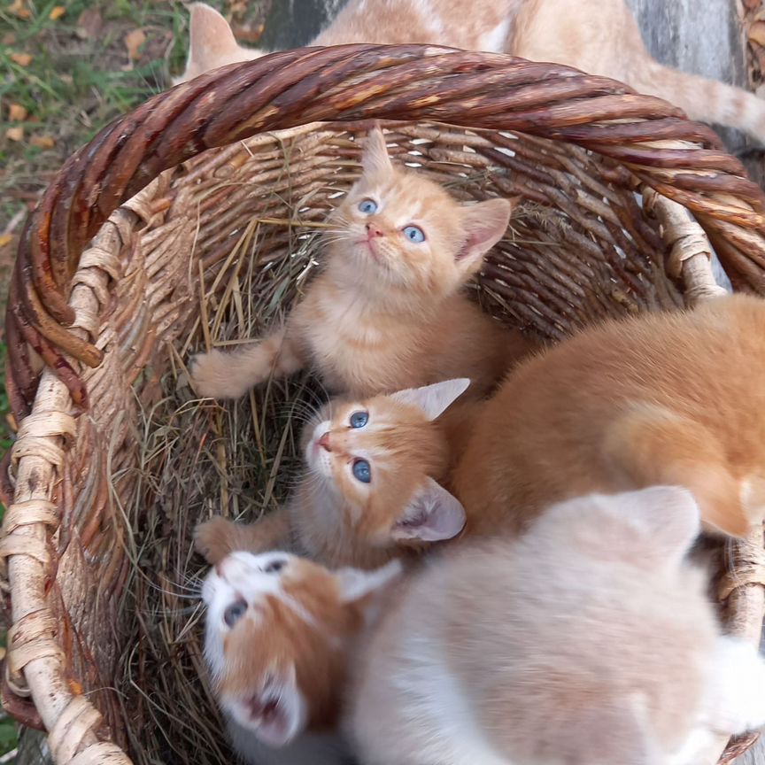 Котята