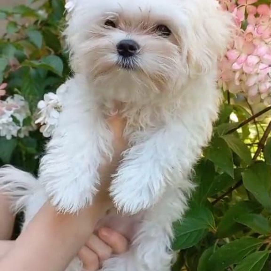 Мальчик Мальтезе Ангельский мини щенок