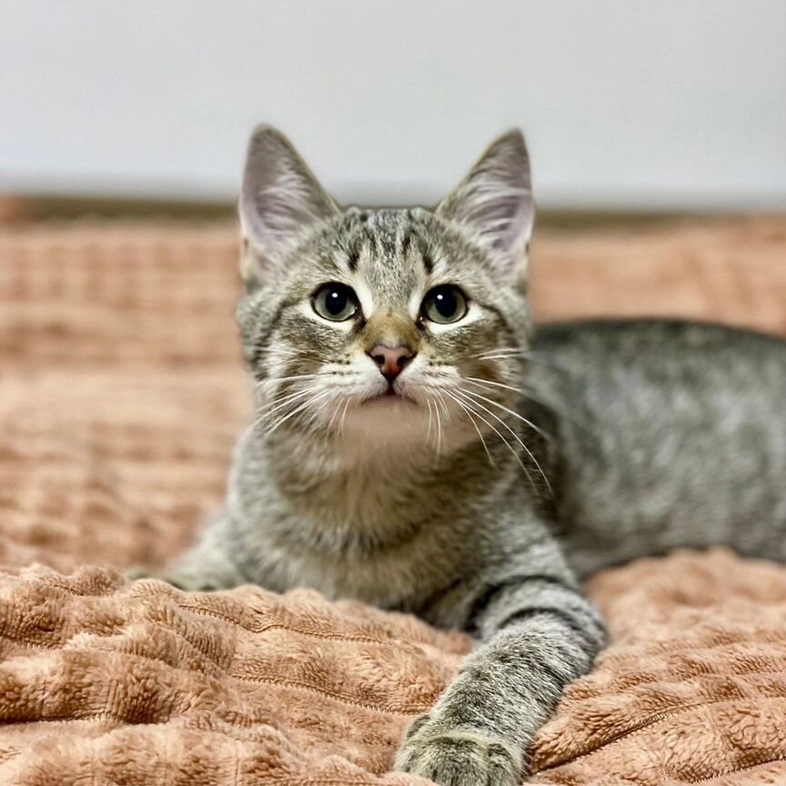 Котенок Мишка 3 мес