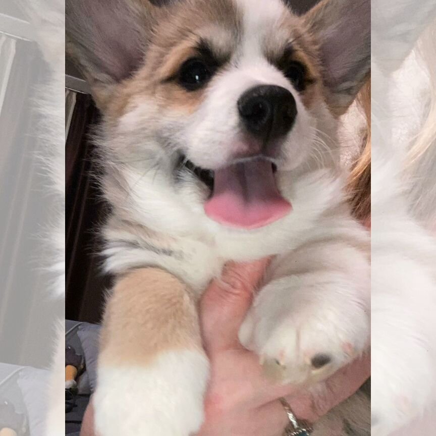 Вельш Корги Пемброк, щенок