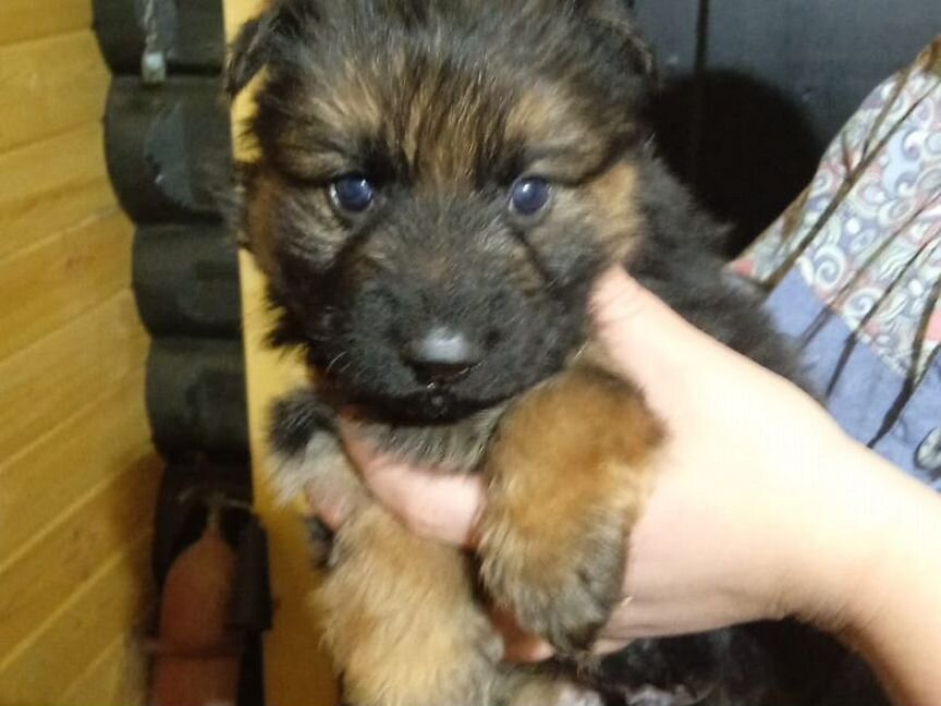 Немецкая овчарка