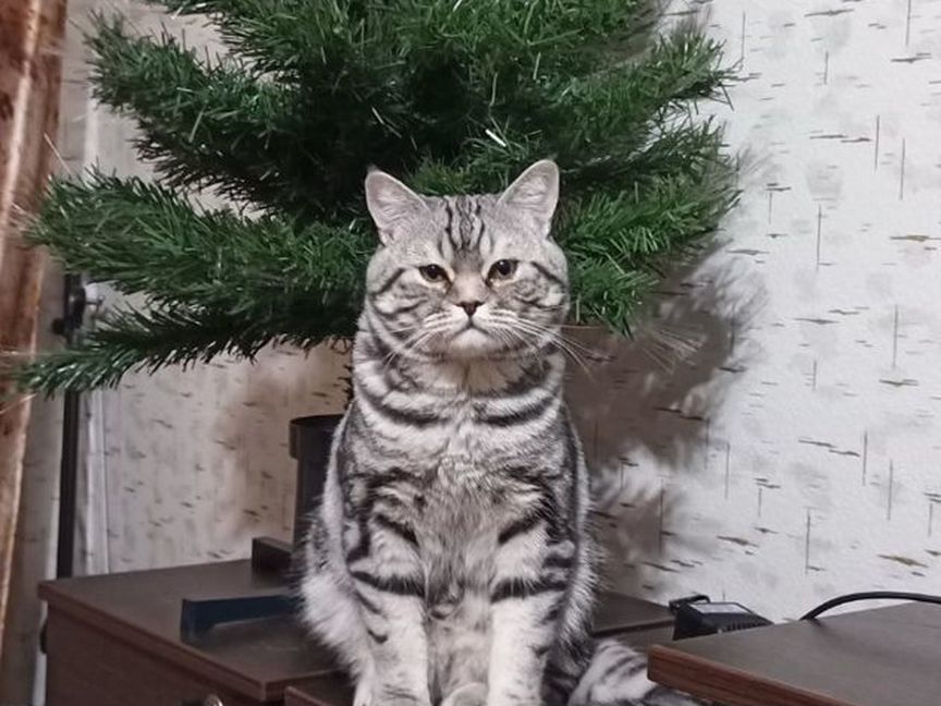 Кот британец вязка