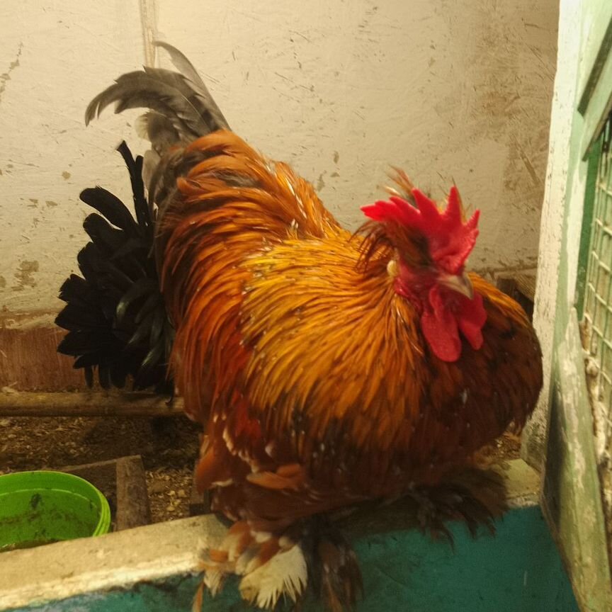 Петух декоративный