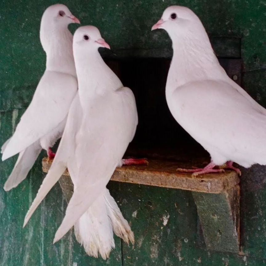 Голуби на выпуск