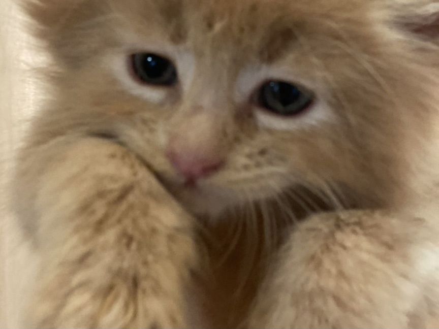 Котёнок