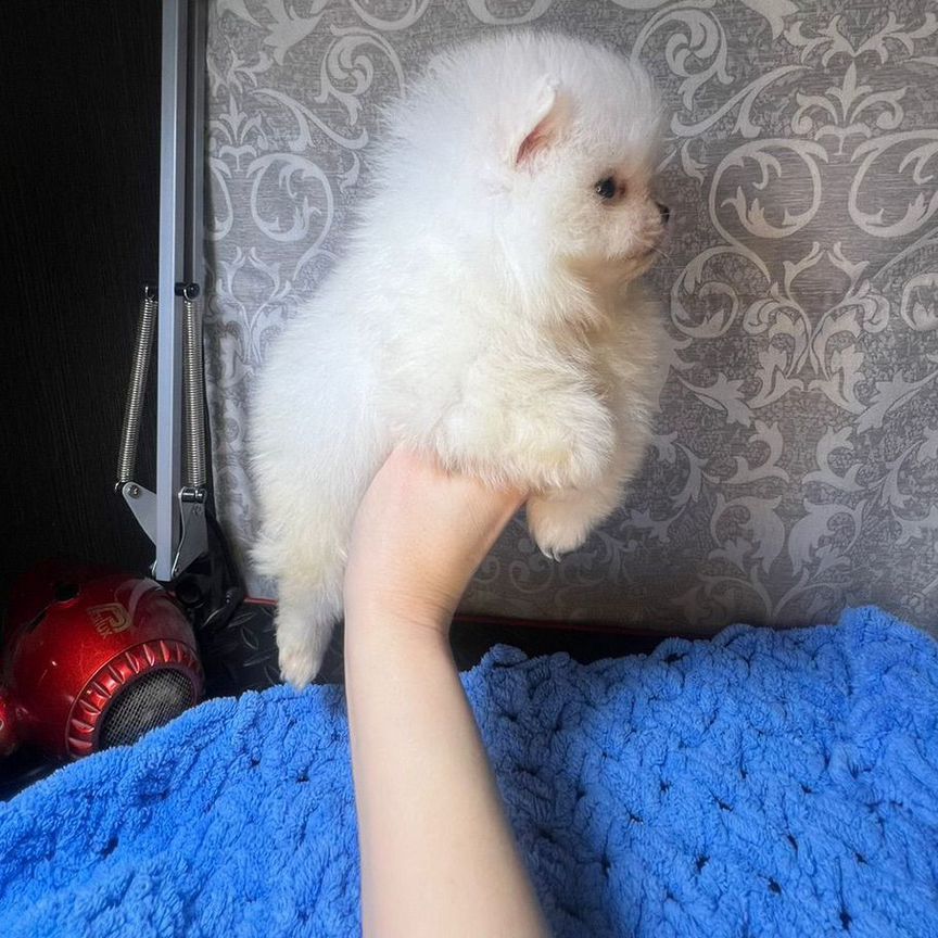 Шпиц мальчик