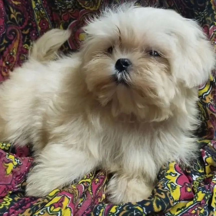 Мальтипу, щенок