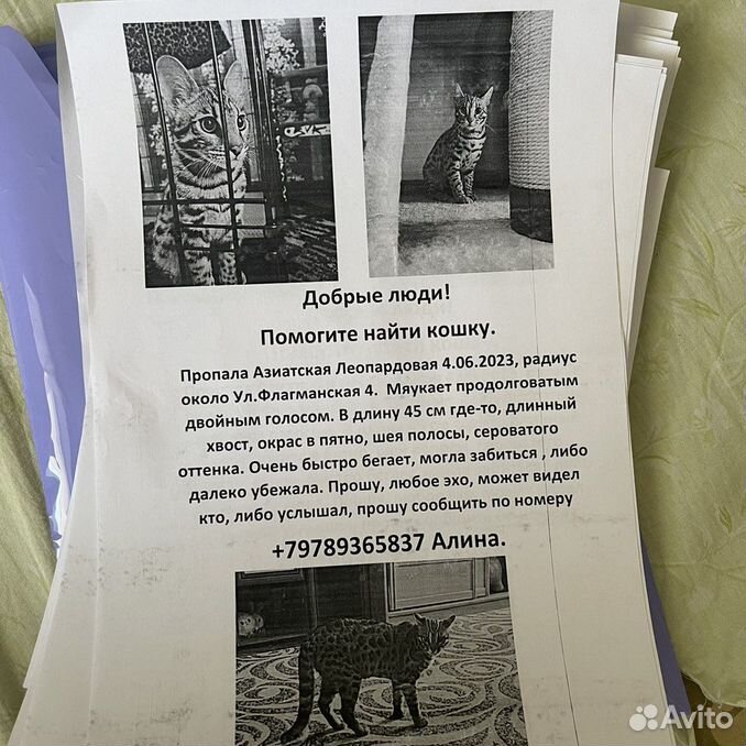 Помогите найти кошку