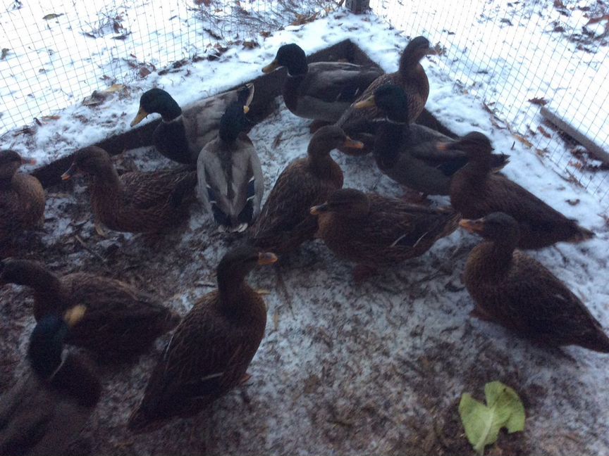 Подсадные утки