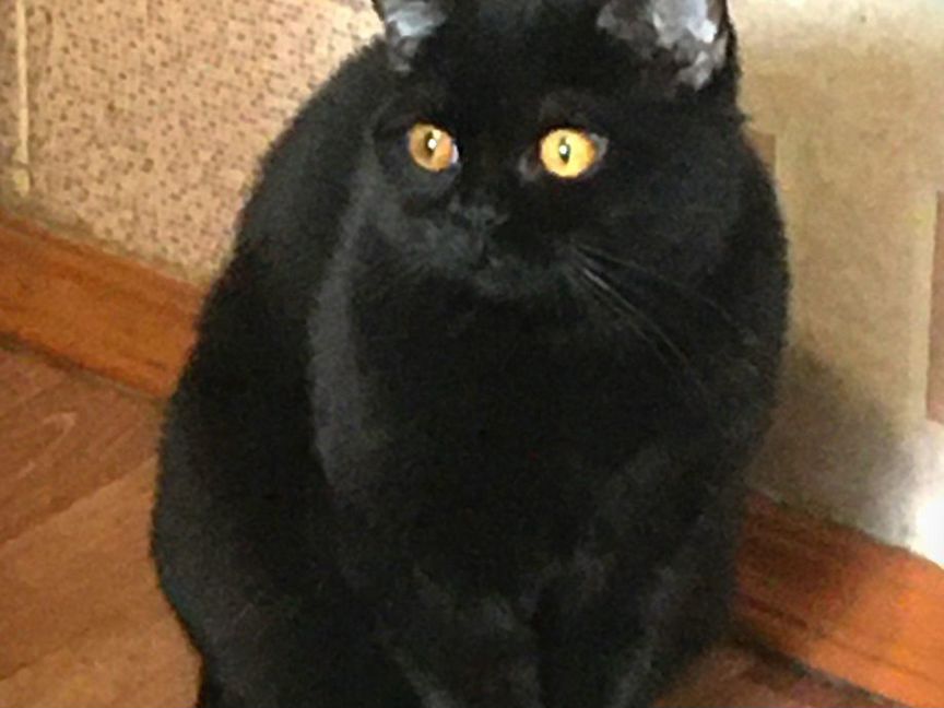 Кошечка, британская короткошерстная
