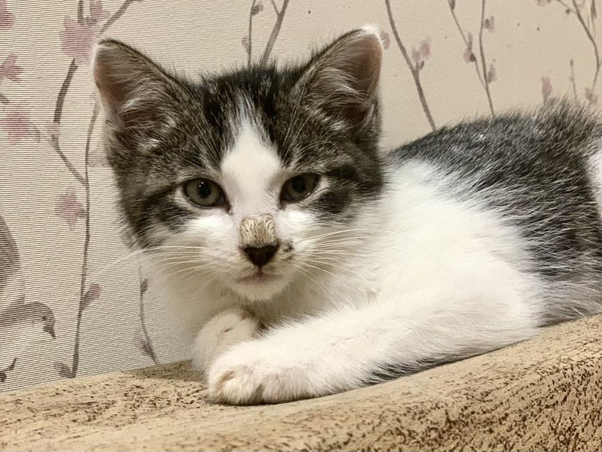 Котенок в добрые руки