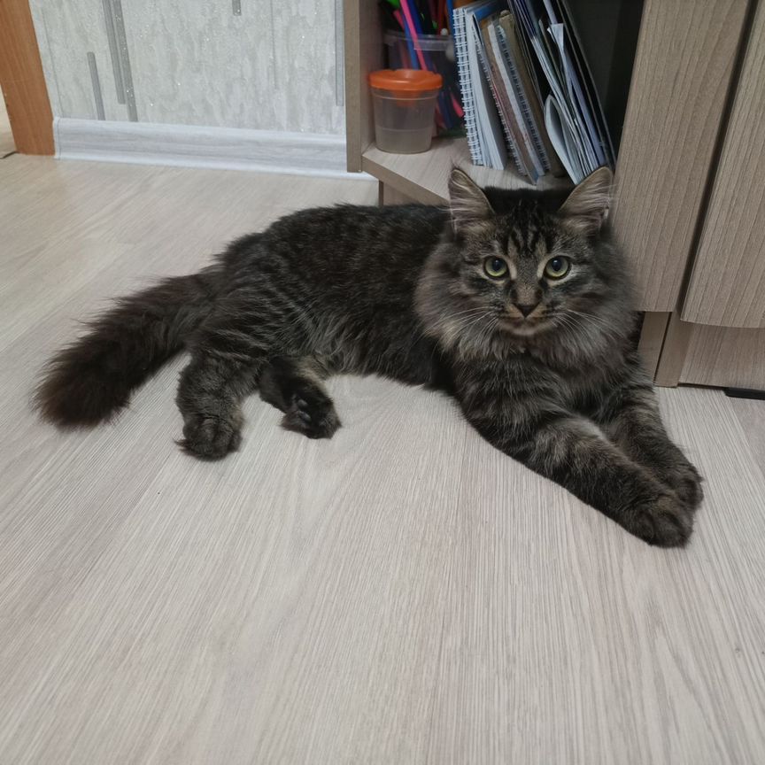 Котёнок