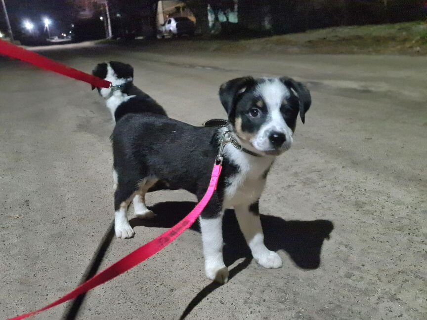 Герда и Гретта. 4 месяца. Стерилизация в подарок