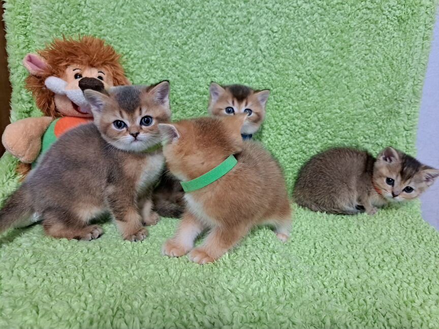 Британские котята золотая шиншилла