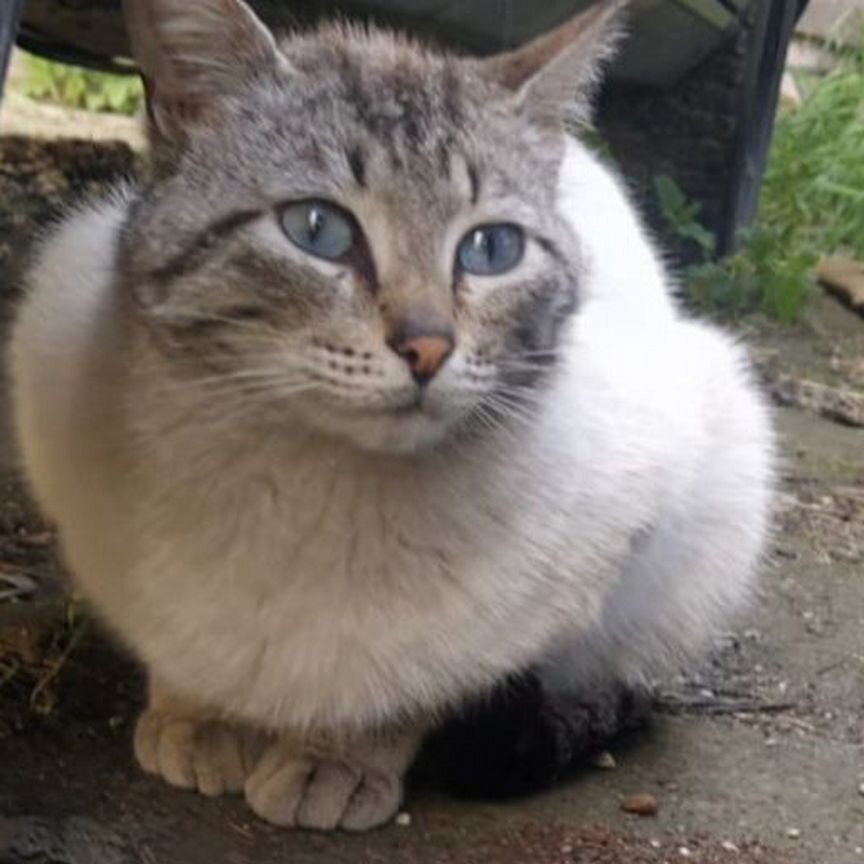 Кот в добрые руки