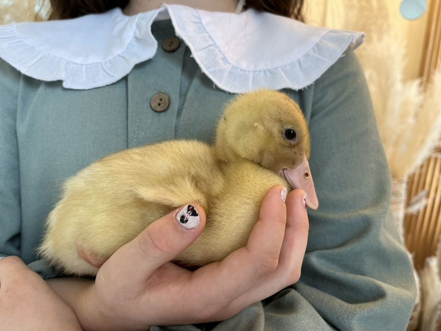 Утята пекинские