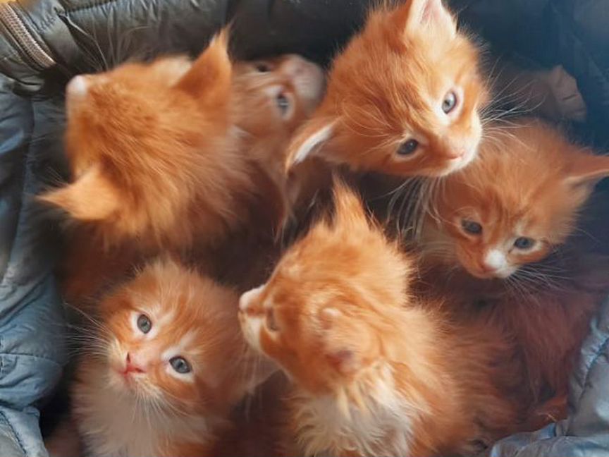 Котята мейн-кун